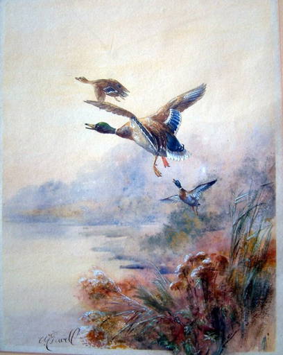 William E. Powell (1878 1955) Mallard Taking Flig