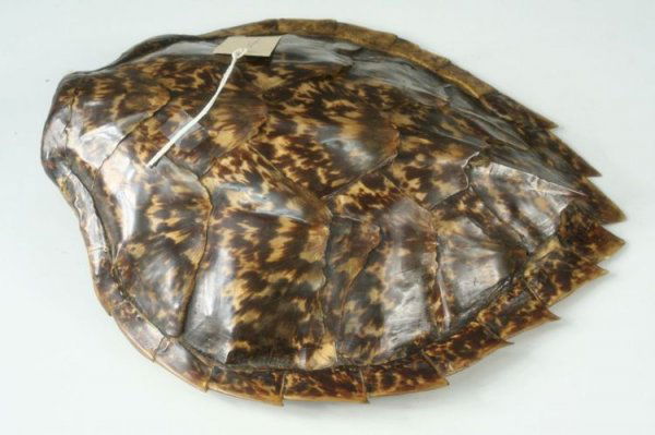 31: A Hawksbill Turtle shell 14in