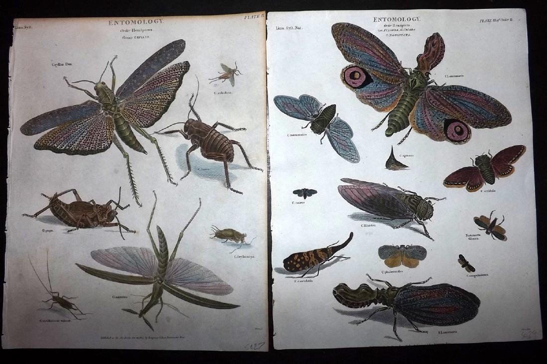Rees, Abraham C1810 Pair of Hand Coloured Insects (#0099) on Nov 15 ...