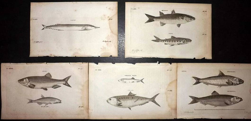 Pennant, Thomas 1776 Lot Of 5 Antique Fish Prints