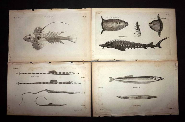 Pennant, Thomas 1776 Lot Of 6 Fish Prints