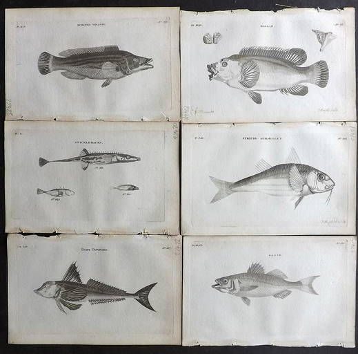 Pennant, Thomas 1776 Lot Of 6 Antique Fish Prints