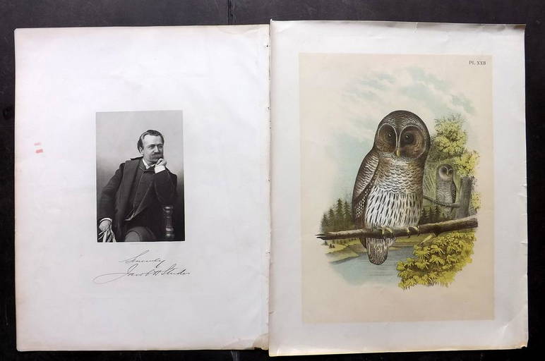 Studer, Jacob 1895 Folio Bird Print Of An Owl