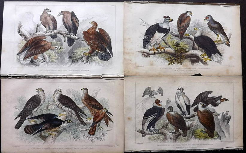 Goldsmith, Oliver 1863 Lot Of 4 Hand Col Birds Of Prey