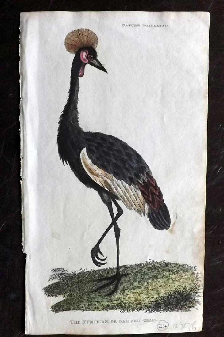 Shaw, Simeon 1823 Hand Col Bird Print. Numidian Crane - Apr 01, 2021 ...