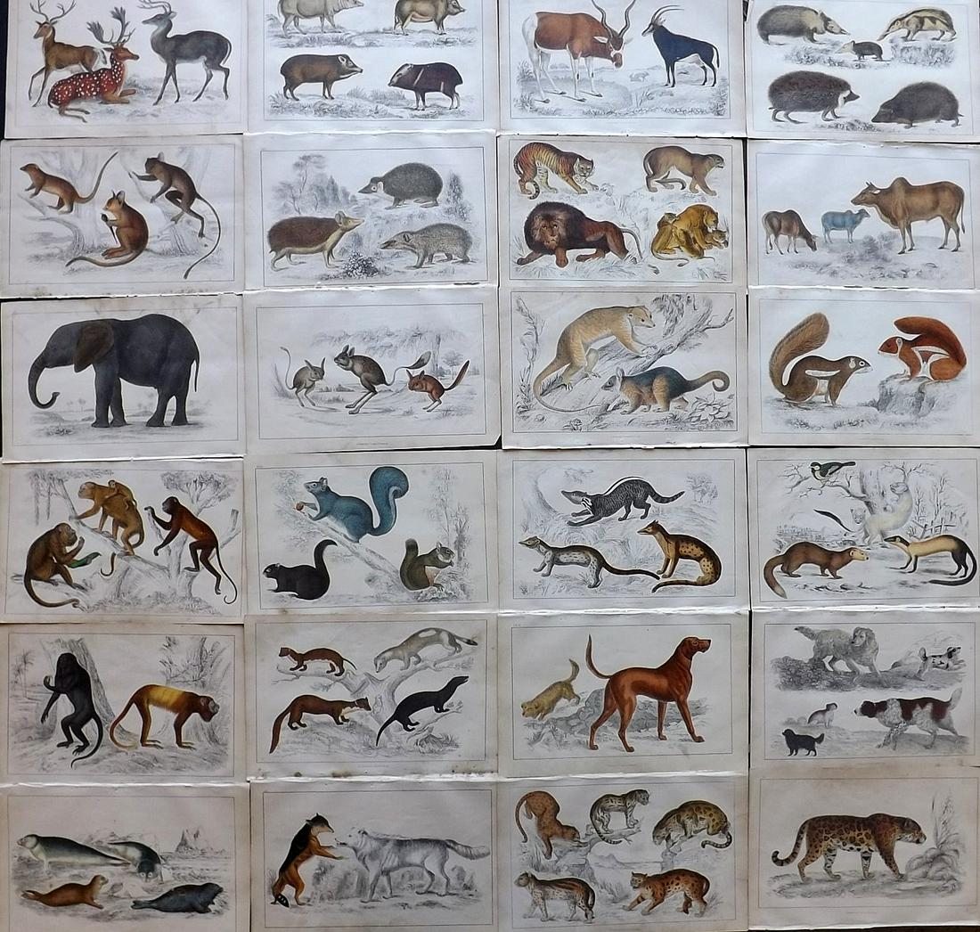 Goldsmith, Oliver 1850 Lot Of 24 Hand Col Animal Prints