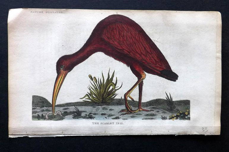 Shaw, Simeon 1823 Hcol Bird Print. Scarlet Ibis