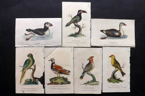 After George Edwards Hand Colored Bird Prints