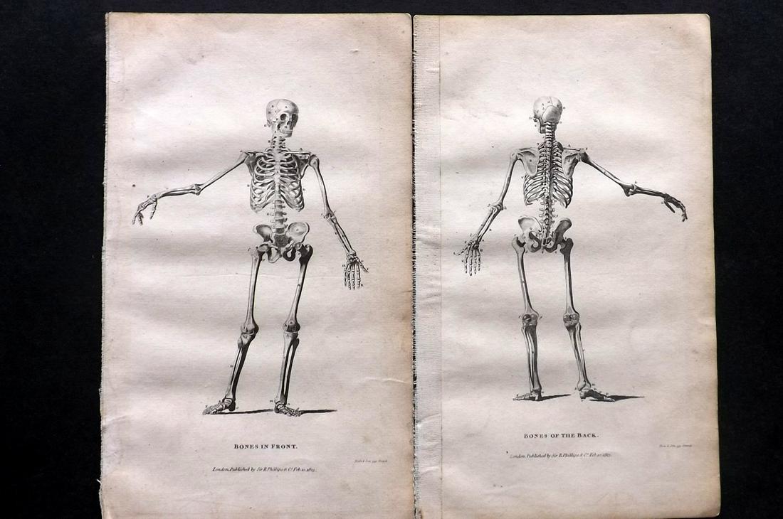 Shaw, Simeon 1823 Pair of Anatomy Prints. Skeleton (#0104) on Aug 26 ...
