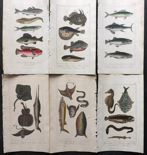 Buffon & Hutton 1821 Lot of 6 Hand Col Prints. Fish (#0188) on Oct 27 ...