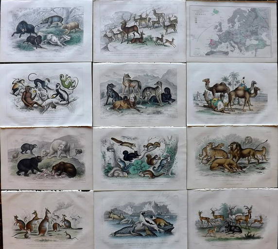 Goldsmith, Oliver 1870 Lot of 12 Hand Col Natural History Prints (#0031 ...