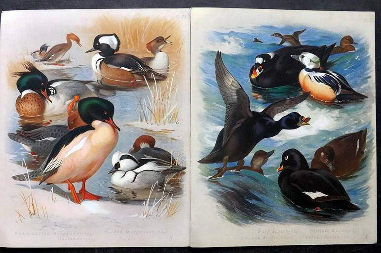 Thorburn, Archibald 1915 Pair Of Rare Bird Prints. Ducks