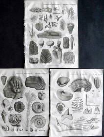 Paper Rocks, Minerals & Fossils for Sale at Auction