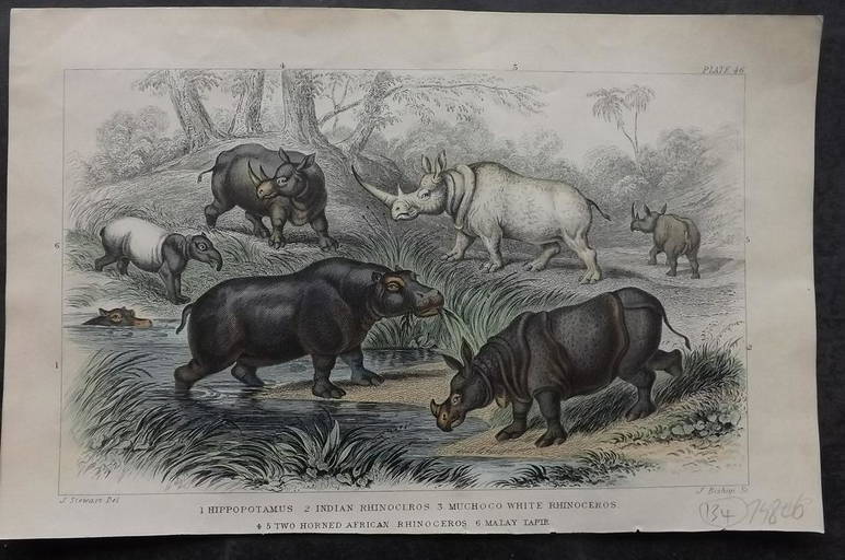 Goldsmith, Oliver 1870 Hand Col Print. Rhino - Dec 29, 2022 | Albion ...