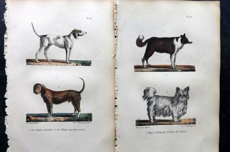 Buffon, Comte de 1830 Pair of Hand Col Dog Prints (#0117) on Jan 05 ...