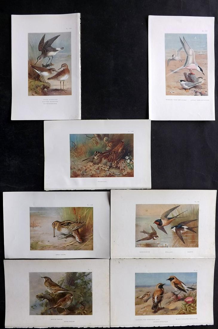 Thorburn, Archibald 1926 Lot Of 7 Vintage Bird Prints Auction