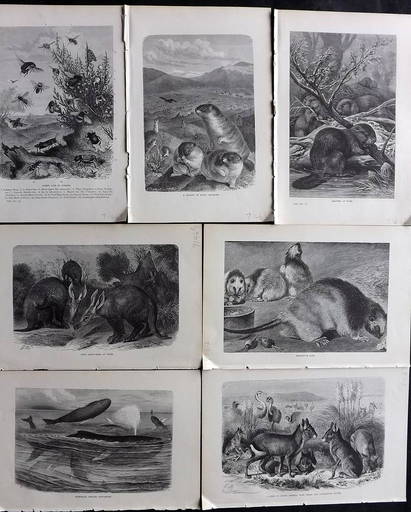 Lydekker, Richard 1896 Lot Of 7 Natural History Prints