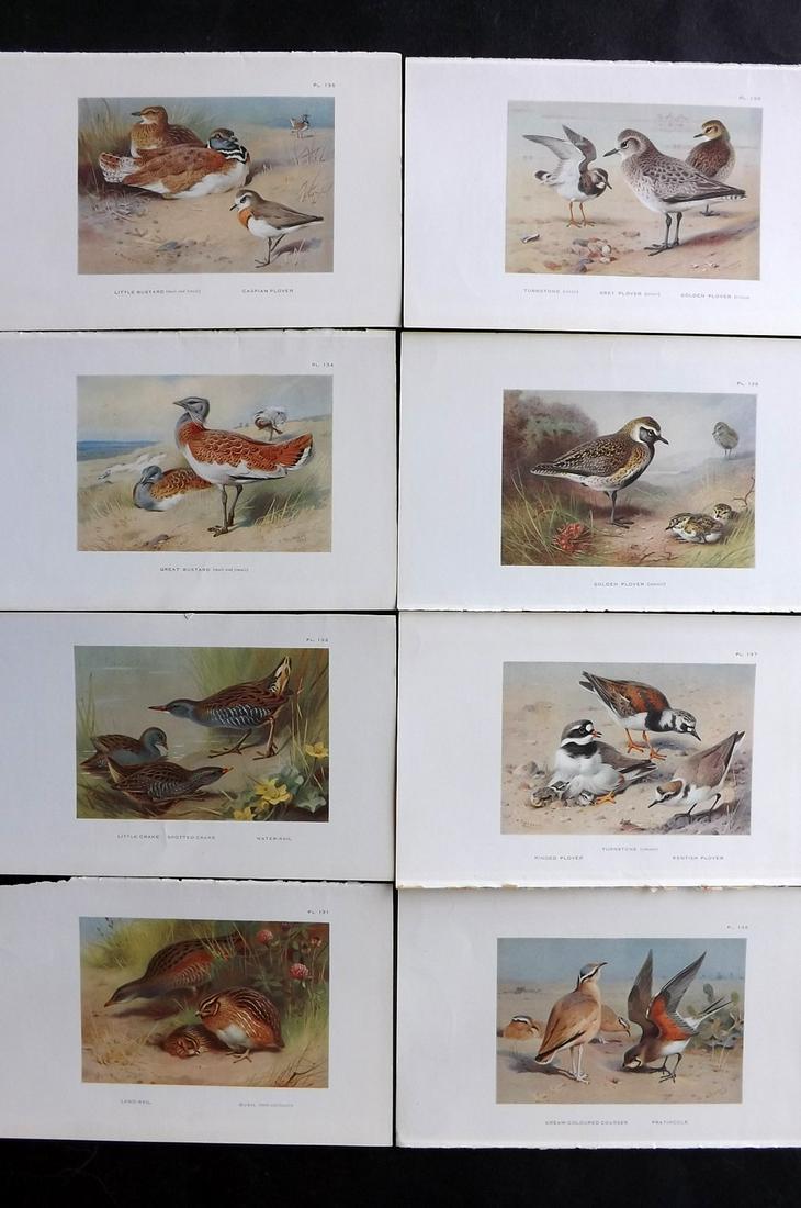 Thorburn, Archibald 1926 Lot Of 8 Vintage Bird Prints Auction