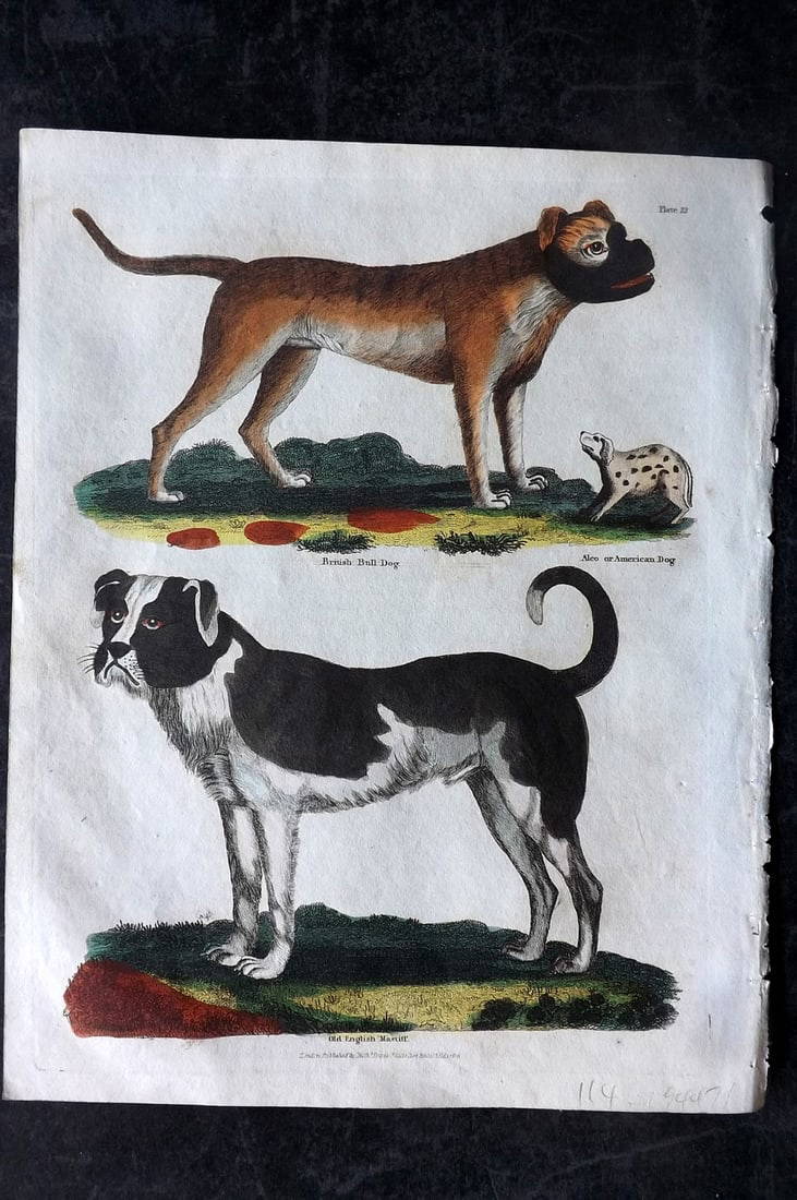 Buffon & Smellie C1820 Hand Col Print. British Bull Dog & English ...