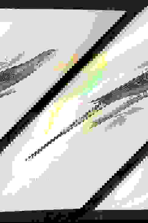 Greene, William 1885 Hand Col Bird Print. Budgerigar Budgie Australia ...