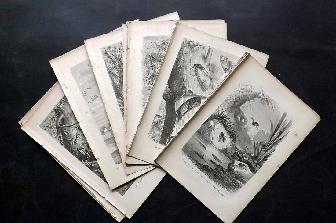 Pouchet, F. A. C1880 Lot Of 22 Bird & Natural History Prints Auction