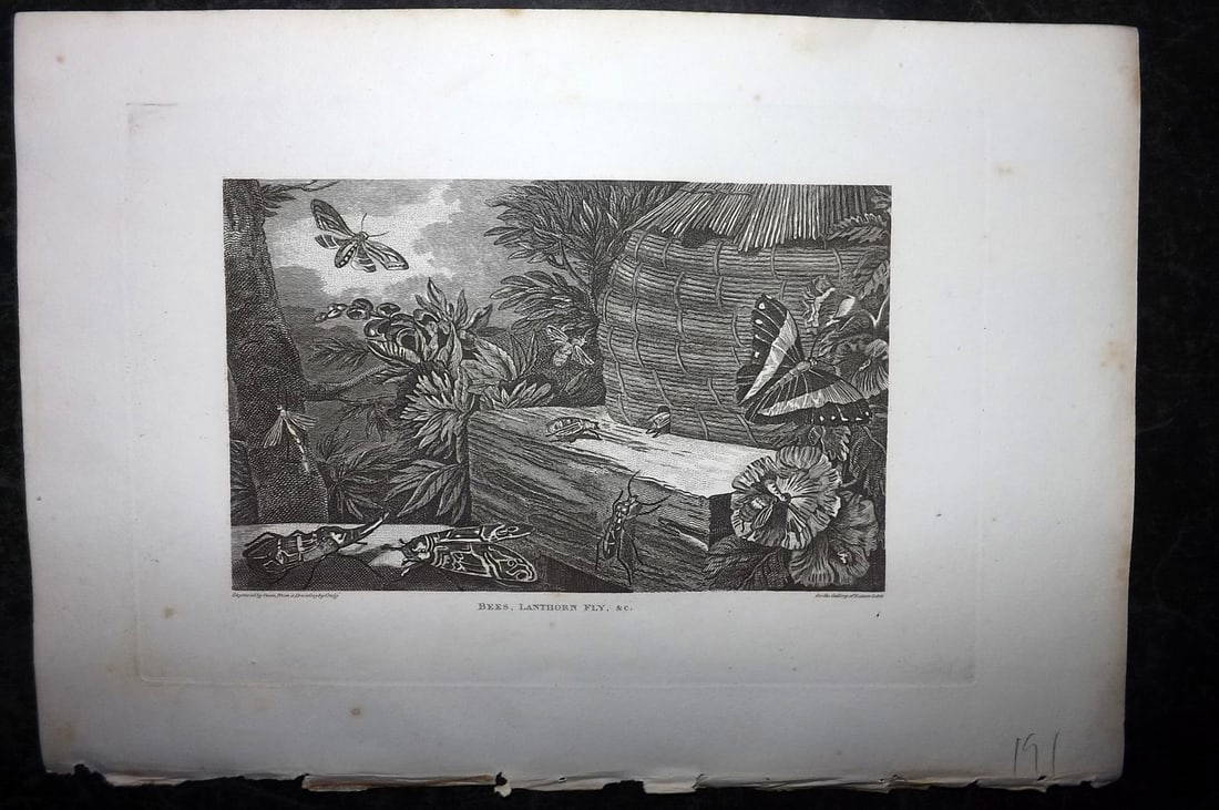 Polehampton, Edward 1823 Print. Bees, Lanthorn Fly Auction