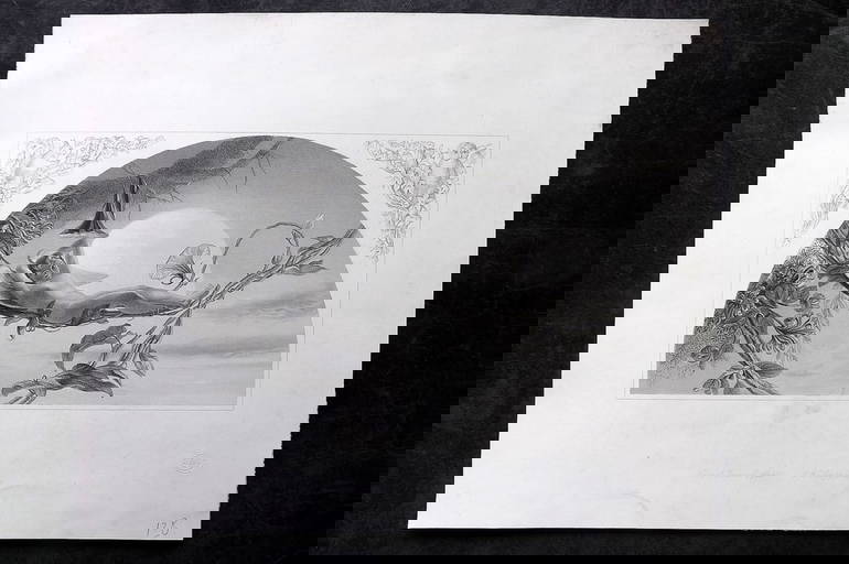 Art Union C1850 Folio Print. Ariel The Tempest After Townsend