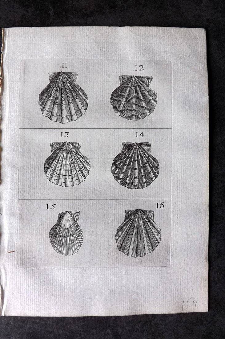 Shell Prices - 567,393 Auction Price Results