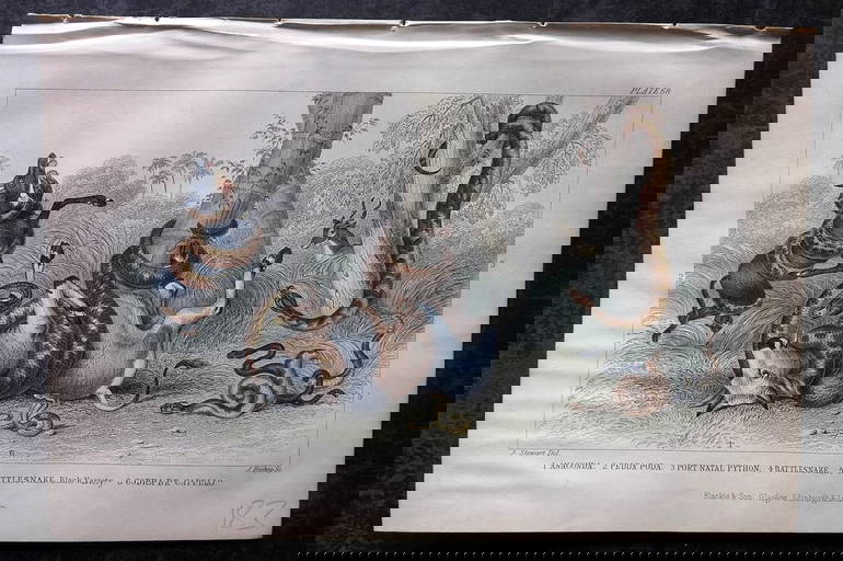 Goldsmith, Oliver 1870 Hand Col Print. Snakes, Anaconda Attacking Prey