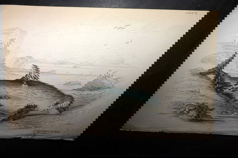 Jardine, William C1840 Hand Col Print. Globicephalus Of Risso 18