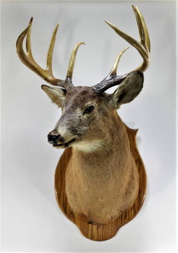 Lg Taxidermy 8 Point Buck Deer Trophy Mount