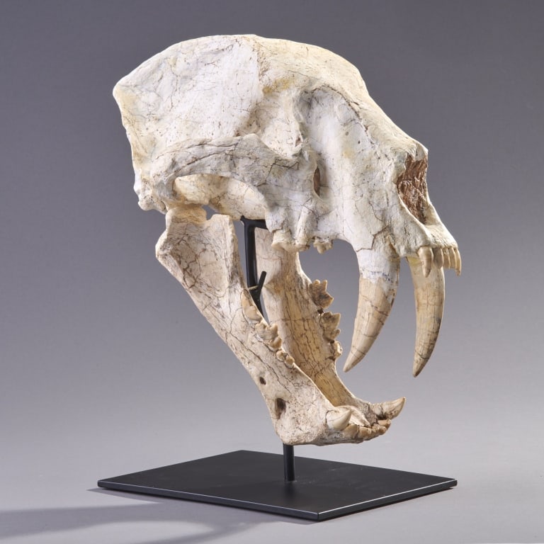 Huge Fossil Sabercat Skull, Machairodus Giganteus Auction