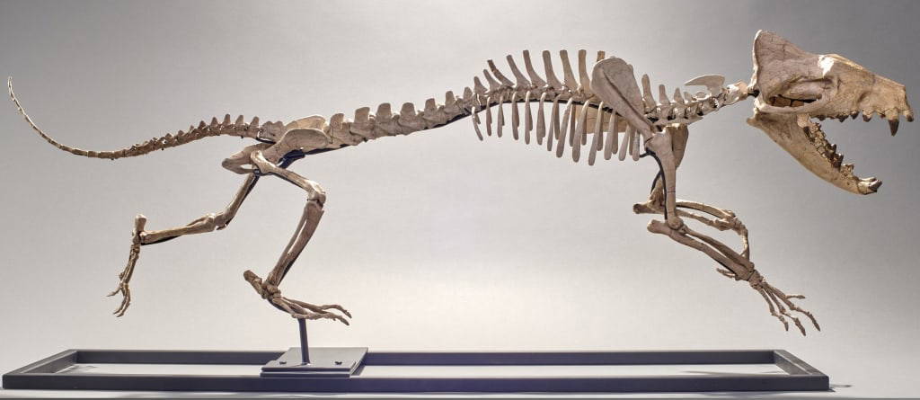 Hyaenodon Horridus Skeleton Auction