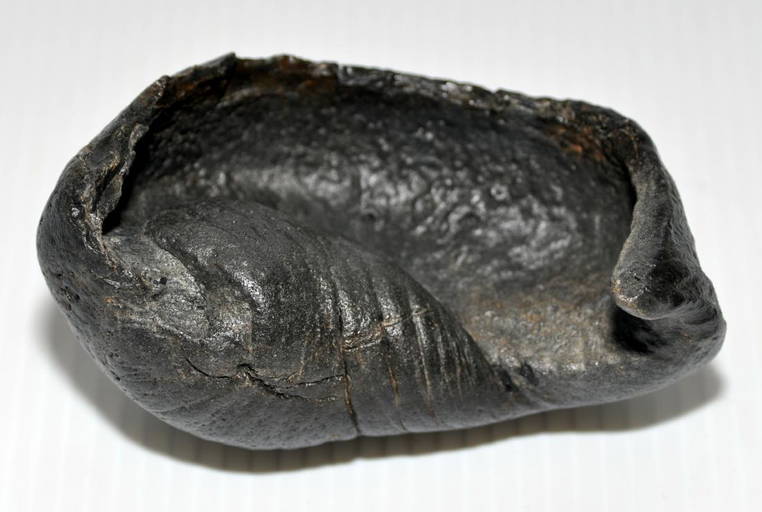 Whale fossil inner ear drum - Aug 17, 2018 | Captain Ahab's Antiques in NY