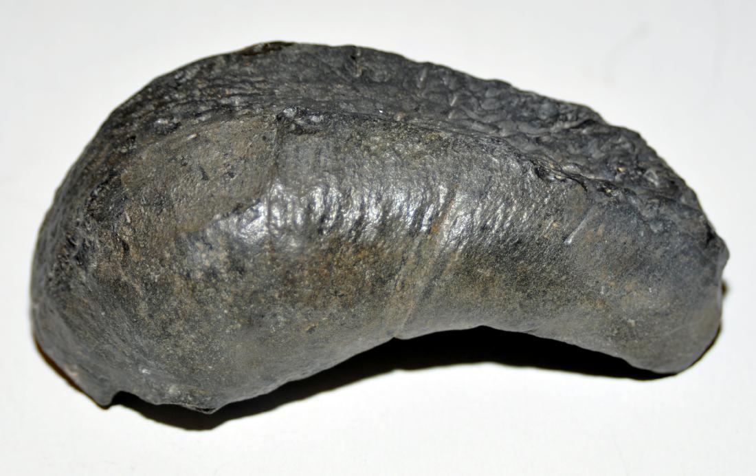 Fossil eardrum sperm whale