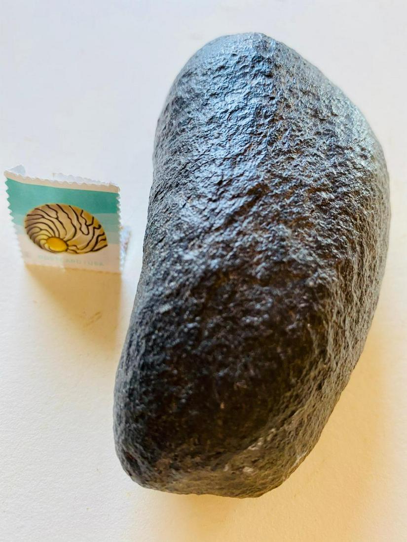 Whale inner eardrum specimens - Apr 07, 2020 | Captain Ahab's Antiques ...