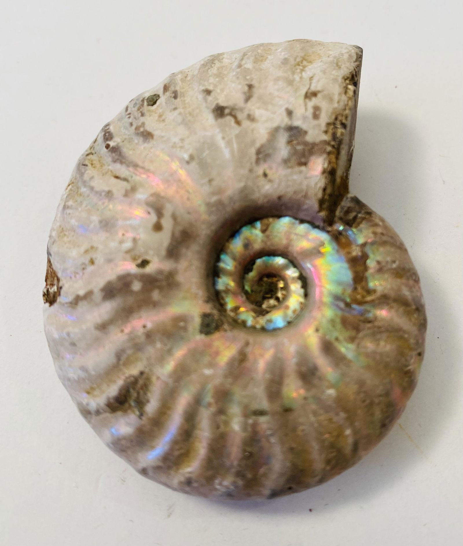Rainbow Ammonite Fossil Specimen