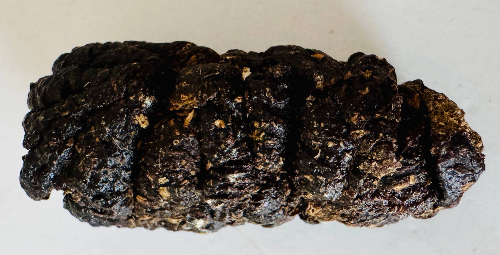 Buy Tektite Specimen Dark Brown | Captain Ahab's Antiques In Ny