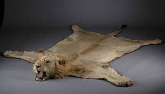 A TAXIDERMIED AFRICAN LION RUG - Apr 07, 2018 | Soulis Auctions in MO