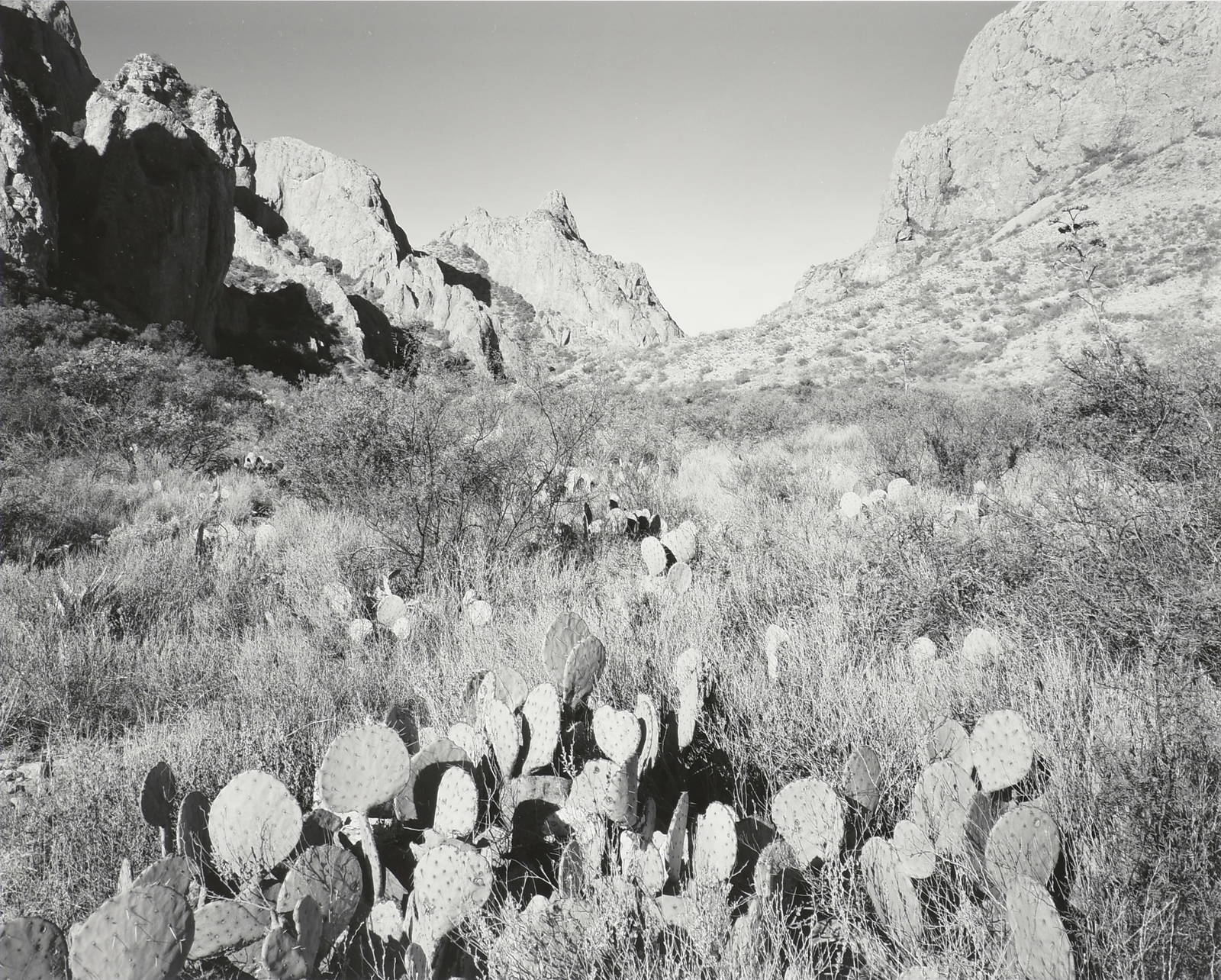 Jack Ridley (american/texas B. 1948) A Photograph, "prickly Pear And ...
