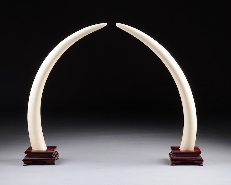 129: A PAIR OF ELEPHANT IVORY TUSKS, of natural hollow