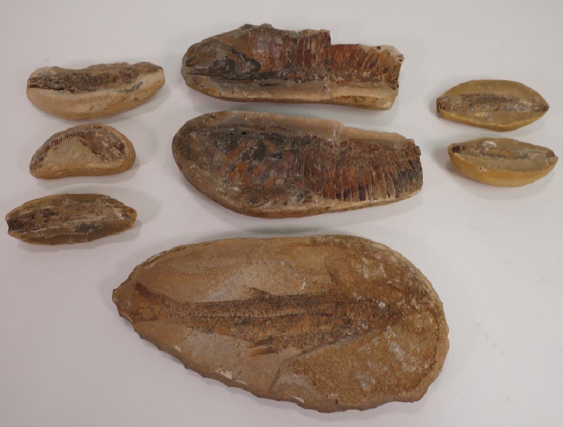 6 Fish Fossils In Matrix
