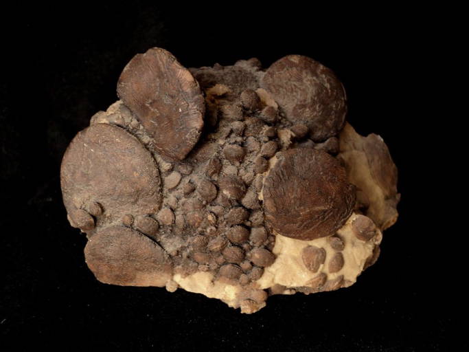 "coin Stone" Multi Nommulites Flint Fossils On Limeston