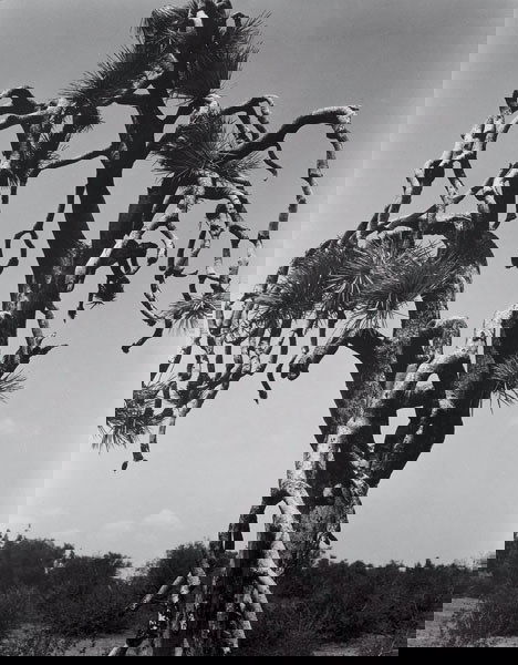 1139: EDWARD WESTON American, 1886-1958 Joshua Tree - Oct 07, 2005 ...