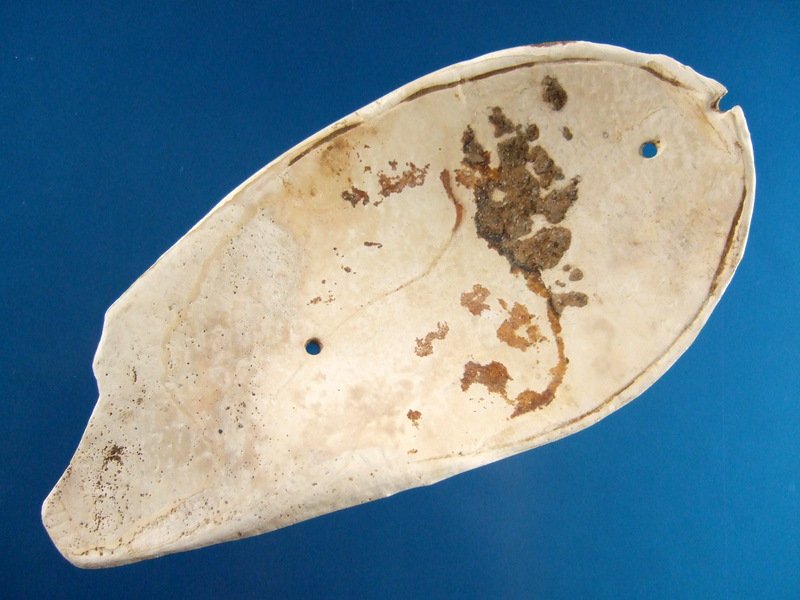 Rare 6 3/4" Shell Gorget Found Near Nashville Tn