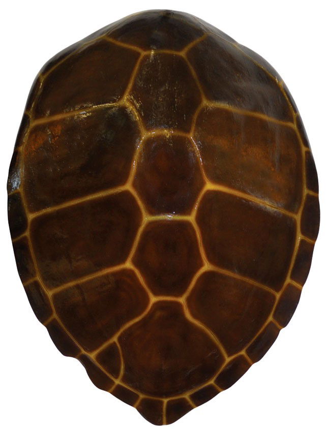 Sea Turtle shell, large wall mount fiberglass replica t