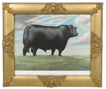 1961 Doris Lindner. Aberdeen Angus Bull