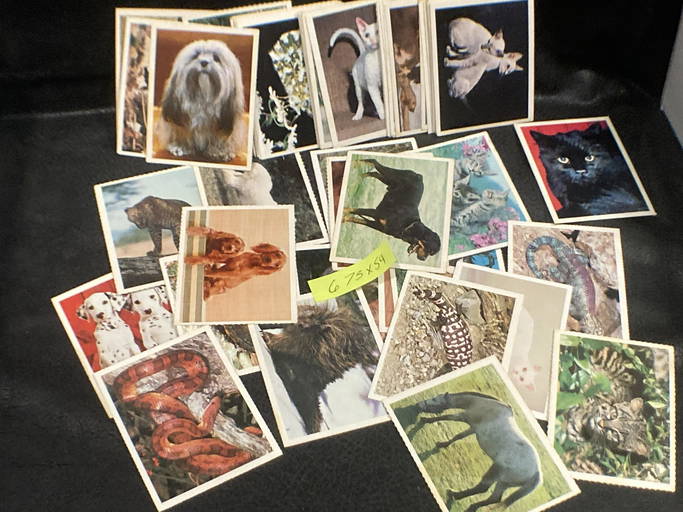 Lot Of 54 National Geographic Cards Animal Facts