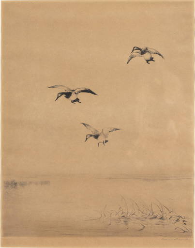 Roland Clark (1874 1957), Ducks In Flight, Etching