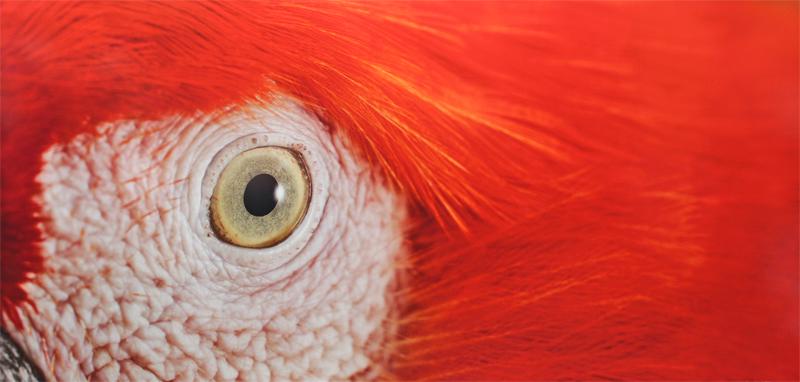 Jose Del Rio (20th Century) Mexico